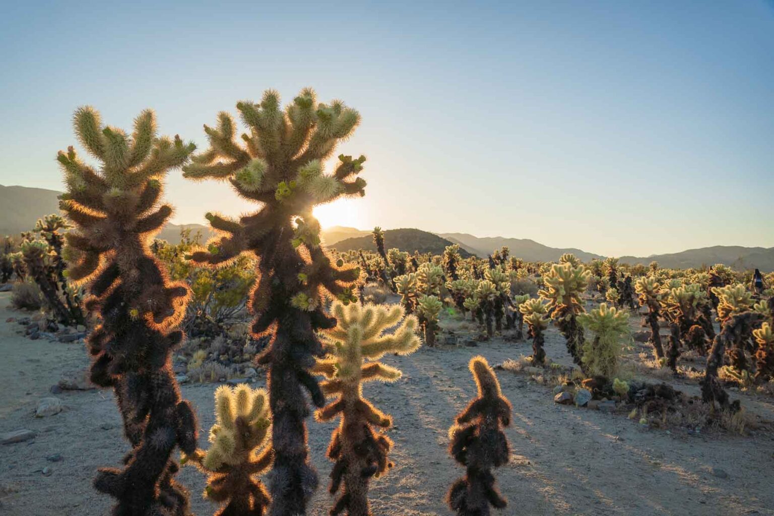 Best Time To Visit Joshua Tree National Park: Weather & Events