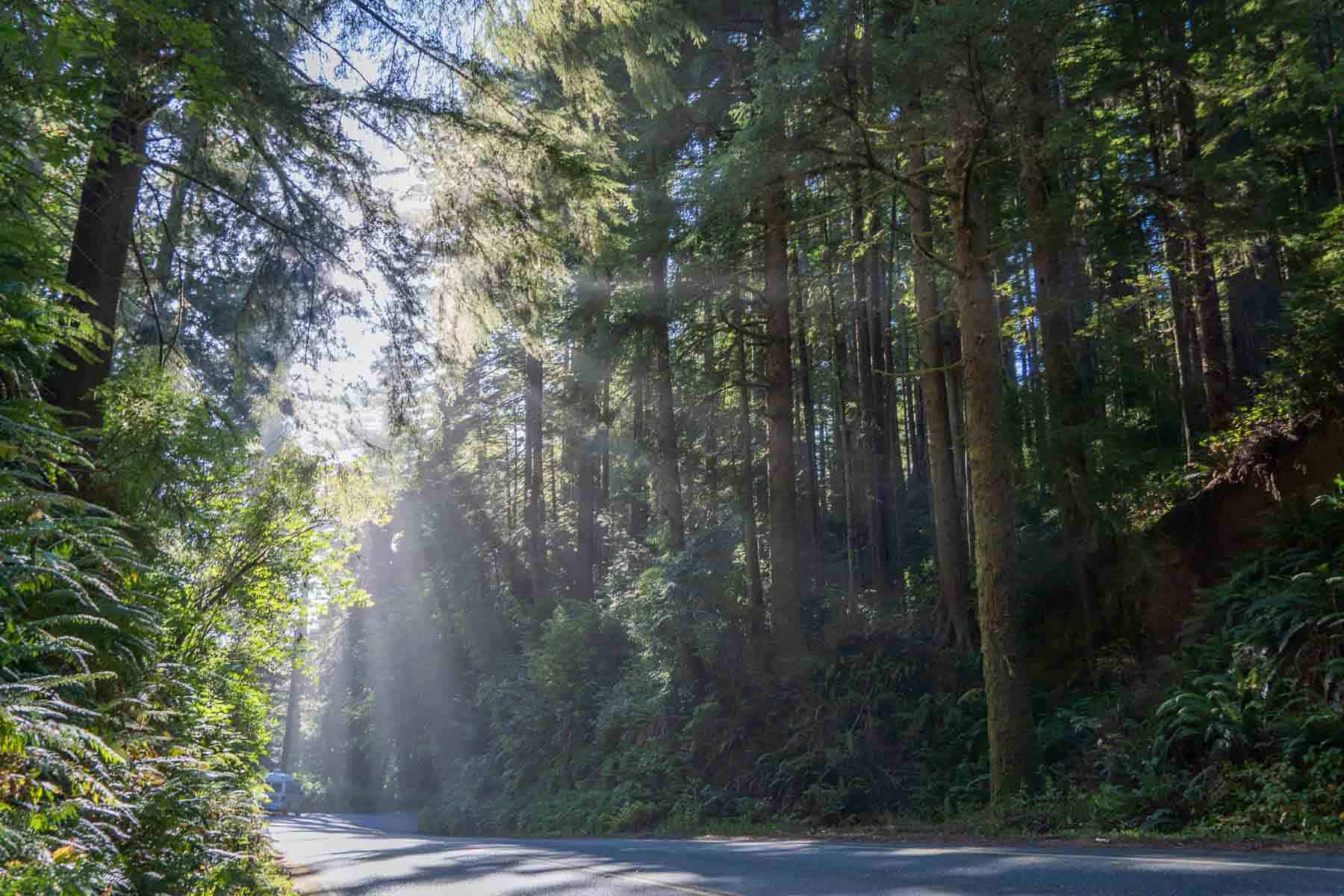 The Best Time To Visit Redwood National Park (and Worst)