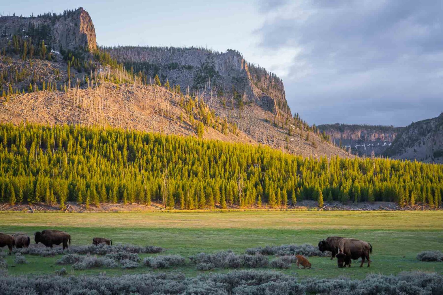 7 Best Yellowstone Tours From Jackson Hole That Bring The Wild To Life
