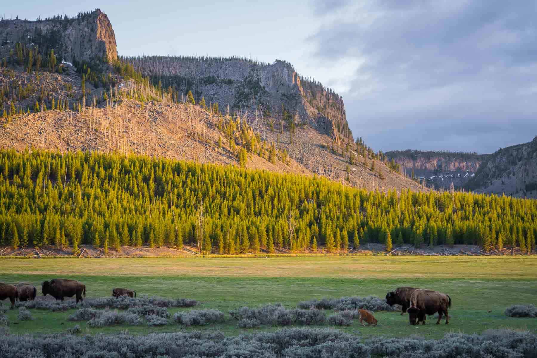 Perfect One Day In Yellowstone Itinerary For First-Timers