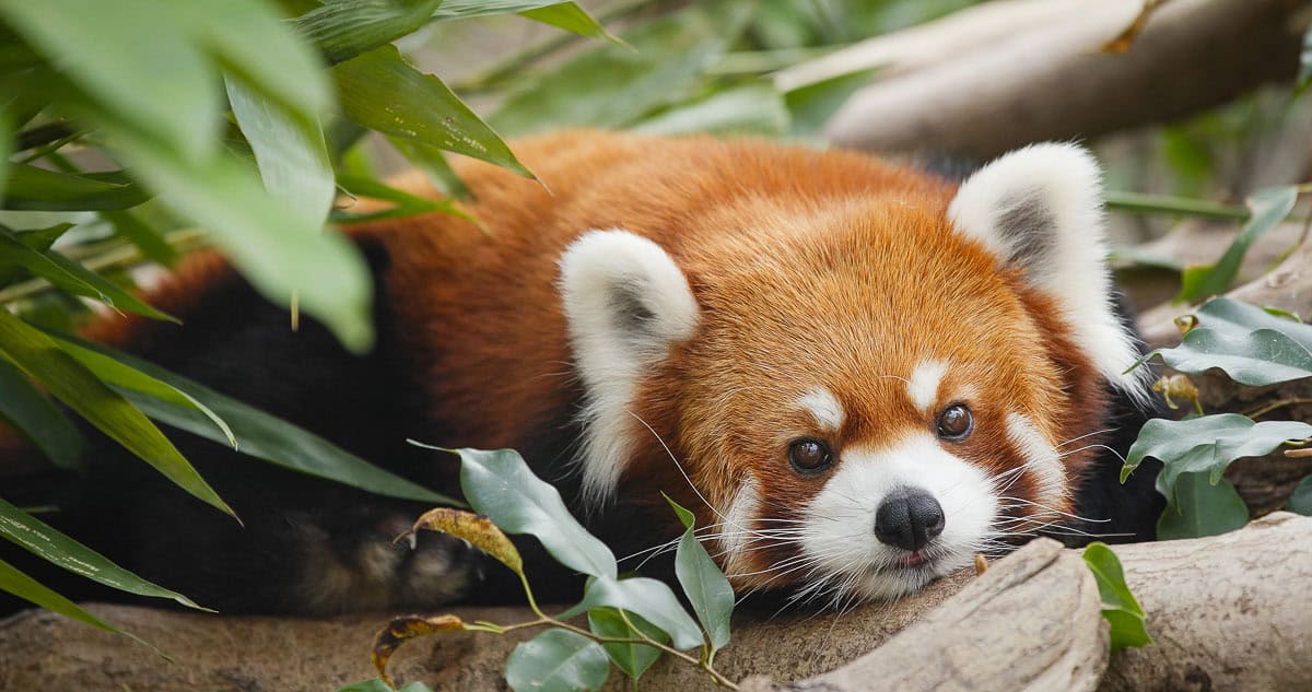 10 Best Zoos In The USA That Are Absolutely Not Just For Kids