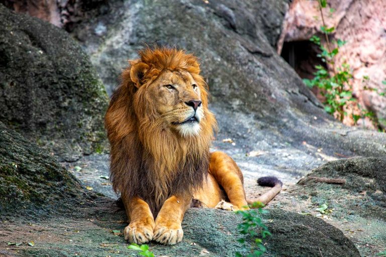 10 Best Zoos In The USA That Are Absolutely Not Just For Kids